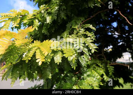 Brazilwood tree in bloom National tree of Brazil Caesalpinia echinata ...