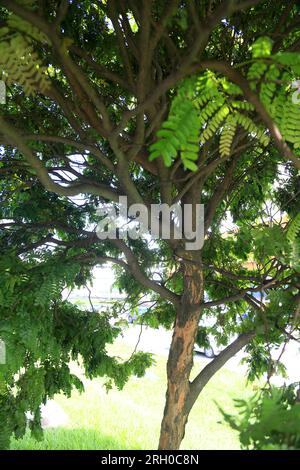 Brazilwood tree in bloom National tree of Brazil Caesalpinia echinata ...