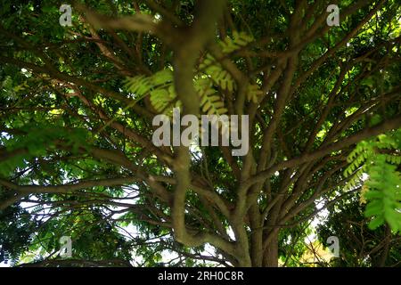 Brazilwood tree in bloom National tree of Brazil Caesalpinia echinata ...