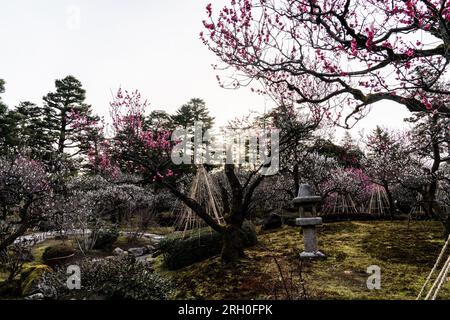 Japanese plum, ume, trees in bloom in the orchard of Kenrokuen Garden ...