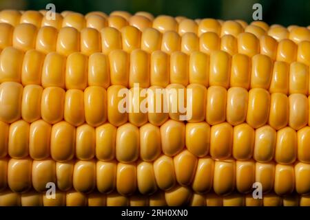 yellow ripe corn fruits in summer, corn cobs in mold and mushroom Stock ...