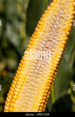 unripe young corn with yellow seeds cut into pieces, corn in the field ...