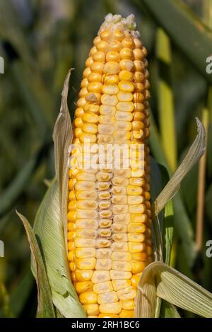 unripe young corn with yellow seeds cut into pieces, corn in the field ...