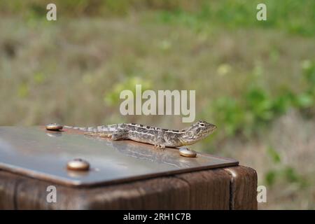 macro photo of a small jacky dragon (amphibolurus muricatus), native ...