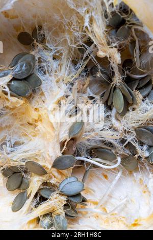 sprouted pumpkin seeds inside a pumpkin, seeds sprouting inside a ...