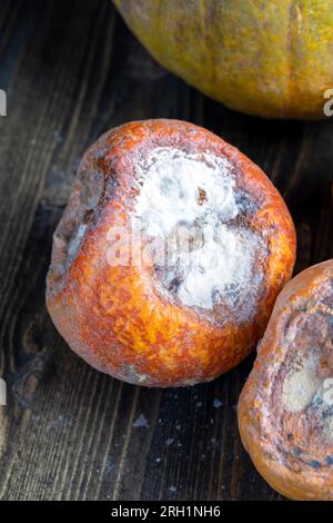 spoiled food rotten pumpkin, spoiled pumpkin food that has not been ...