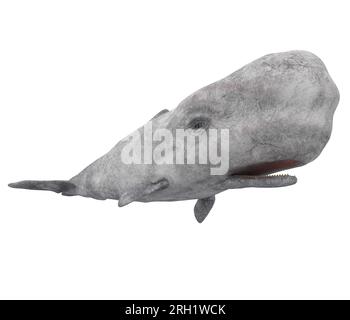White Sperm Whale Isolated Stock Photo - Alamy