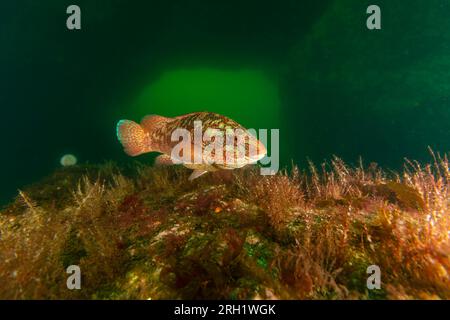Ballan Wrasse swims around cathedral Rock, St. Abbs, Scotland. UK Stock ...