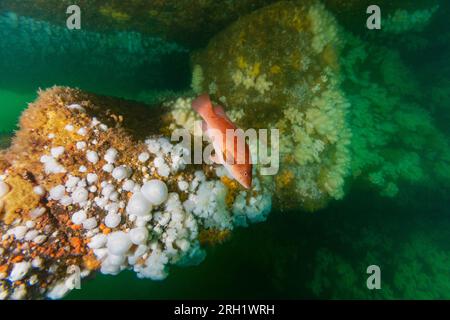 Ballan Wrasse swims around cathedral Rock, St. Abbs, Scotland. UK Stock ...