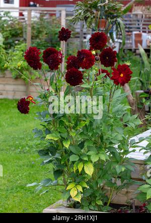 'Arabian Night' Formal Decorative Dahlia, Dekorativdahlia (Dahlia x ...