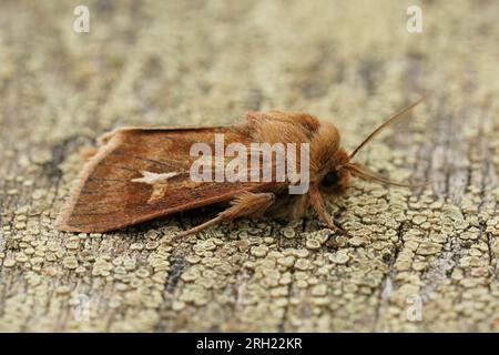 Detailed closeup on an Austria furry brown owlet moth, Cerapteryx ...