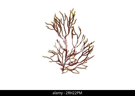 Cladostephus spongiosus seaweed. Cladostephus verticillatus brown algae ...