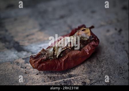 detail of a piece of rotten apple Stock Photo - Alamy