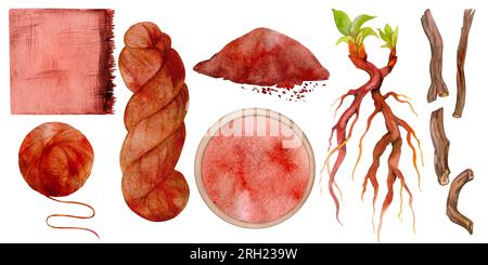 Hand drawn watercolor madder root coloring natural plant dye, materials ...