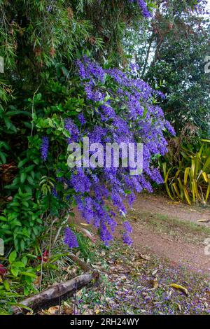 Sandpaper Vine, Petrea volubilis, Australia, cultivar Stock Photo - Alamy