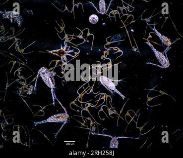 Marine plankton sample from surface water of south-western Norway in ...