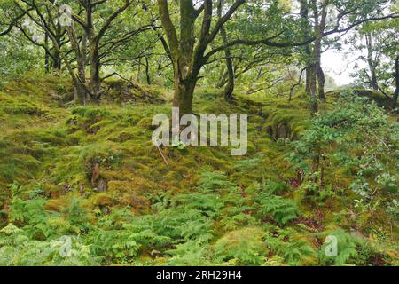 Temperate Rainforest Habitat, Borrowdale, Nr Keswick, Lake District ...
