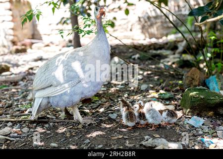 Broody guinea fowl hen with keats Stock Photo - Alamy