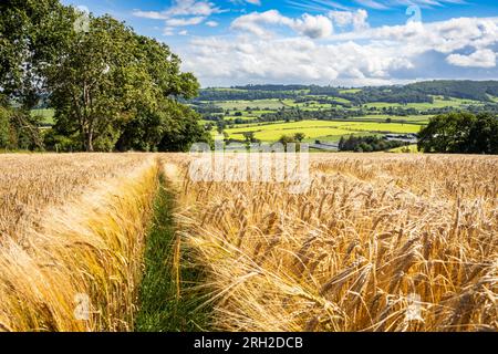 A wheat field near Welshpool in upland rural Wales Stock Photo - Alamy