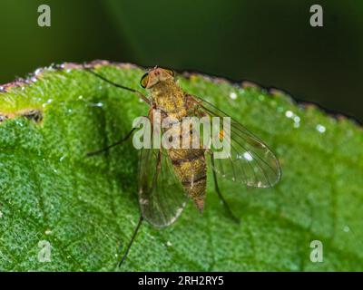 Adult female little snipefly, Chrysopilus asiliformis, on vegetation in ...
