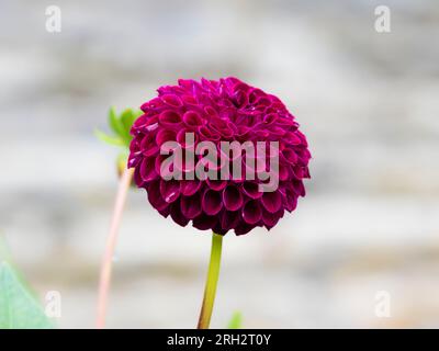 small violet flower in a garden Stock Photo - Alamy
