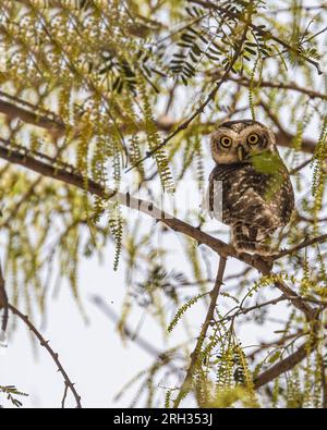 A Spotted owl looking back Stock Photo - Alamy