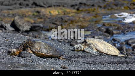 Two Sea Turtles on Punalu'u Beach, Hawai'i, USA Stock Photo - Alamy