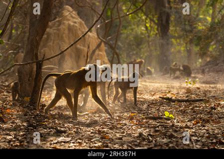 Guinea baboon Papio papio, troop moving through forest understorey ...