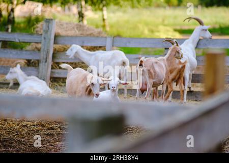 The herd of funny goats is happily playing outside in the farming area ...