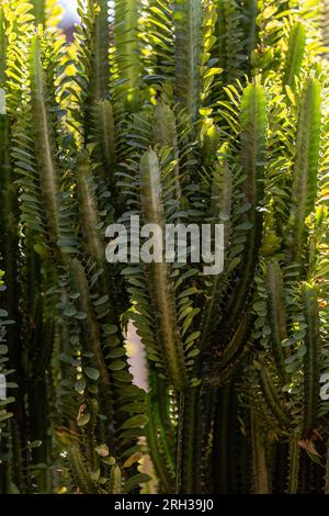 African Milk Weed Plant of the species Euphorbia trigona Stock Photo ...