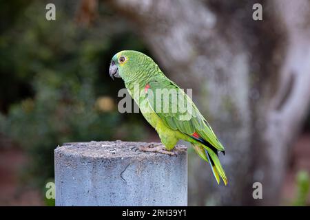 Adult Turquoise fronted Parrot of the species Amazona aestiva Stock ...