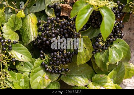 Possum Grape Fruiting Plant of the species Cissus verticillata Stock Photo Alamy