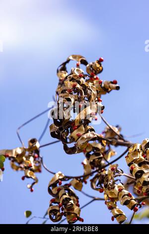 Saga Tree Seeds of the species Adenanthera pavonina Stock Photo - Alamy