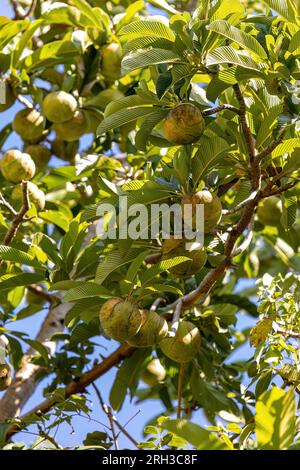 Elephant Apple Fruit Tree of the species Dillenia indica Stock Photo ...