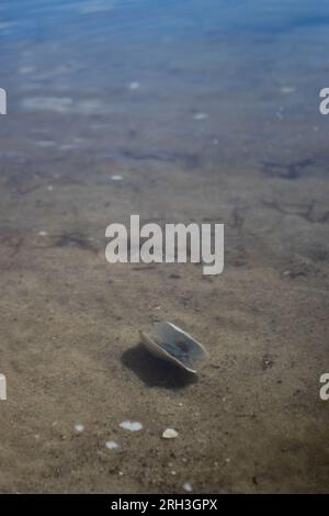 small nautilus shell with ocean , beach and seascape, shallow dof Stock ...