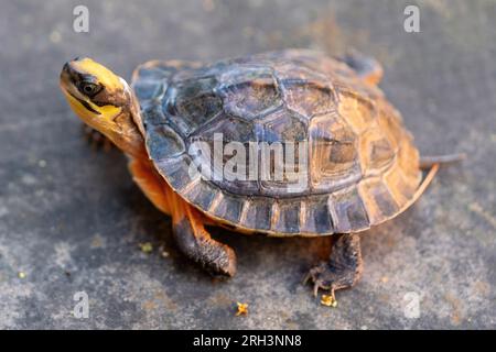 The golden coin turtle (Cuora trifasciata) is a species of turtle ...