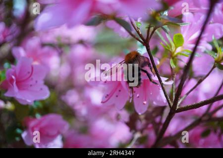 Bumble bee on azaleas Stock Photo - Alamy