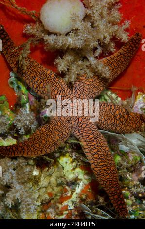 Indian Sea Star (Fromia indica), coral reef. Ari Atoll, Maldives ...