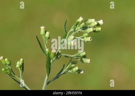 Closeup small flowers of Guernsey fleabane (Erigeron sumatrensis, syn ...