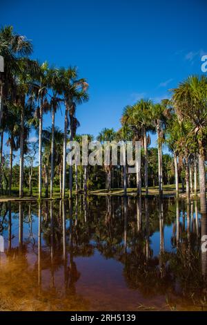 The aguajales are humid ecosystems in the Amazon, they capture amounts ...