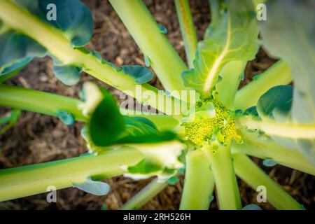 Broccoli inflorescence formation close-up. Growing healthy vegetables ...