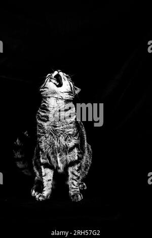 Ragù the cat Stock Photo - Alamy
