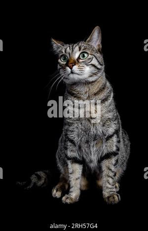 Ragù the cat Stock Photo - Alamy