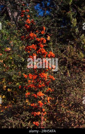 Wild fruit found in the tree in nature Stock Photo - Alamy