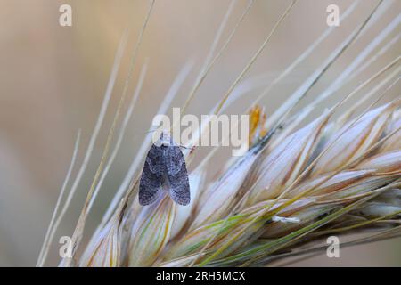 Grey tortrix (Cnephasia sp.) micro moth in profile. Small insect in the ...