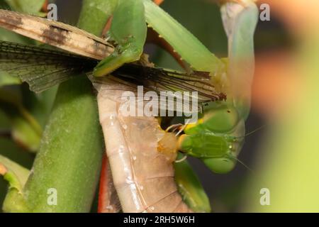 Praying mantis eating a cicada Macro photography. Close up look Stock ...