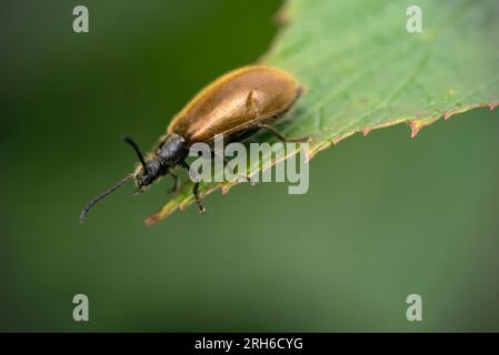 Single Beetle (Lagria cf. hirta) on the tip of a spiky leaf, macro ...