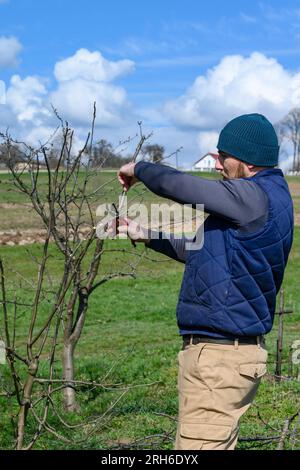 Spring formative pruning of a tree and the formation of a tree crown ...