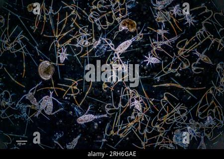 Marine plankton sample from surface water of south-western Norway in ...