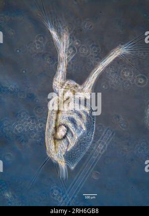 The ctenopod Penila avirostris (Branchiopoda, Ctenopoda, Sididae) and ...